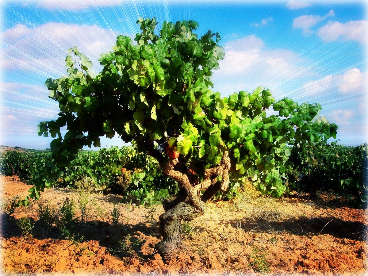 Signos del horóscopo de los celtas y sus rasgos principales